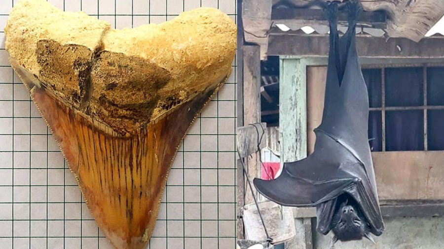 Giant bats, large shark teeth found in PH go viral — Across the Islands